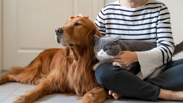 Самая большая собака в мире - Крупные породы названия и фото