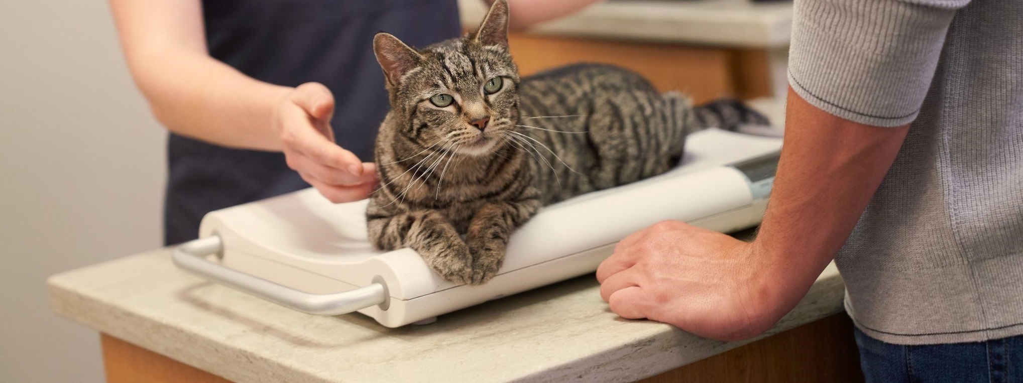 Мочекаменная болезнь у кошек | Purina