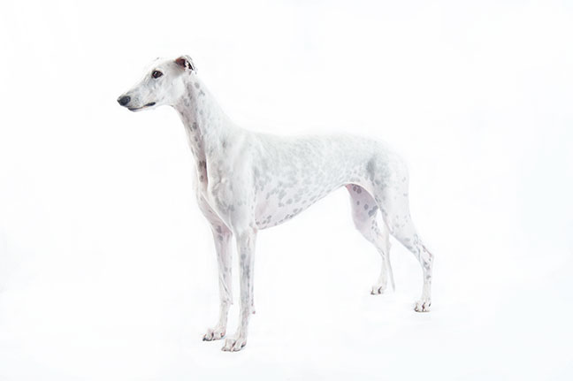 Порода Грейхаунд: описание, фото, характер, особенности ухода