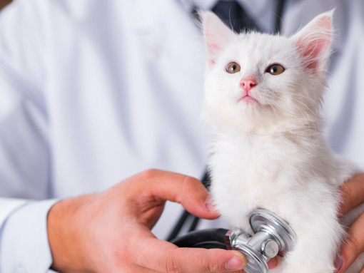Чумка у кошек: способы заражения, первые признаки, схемы лечения | Purina